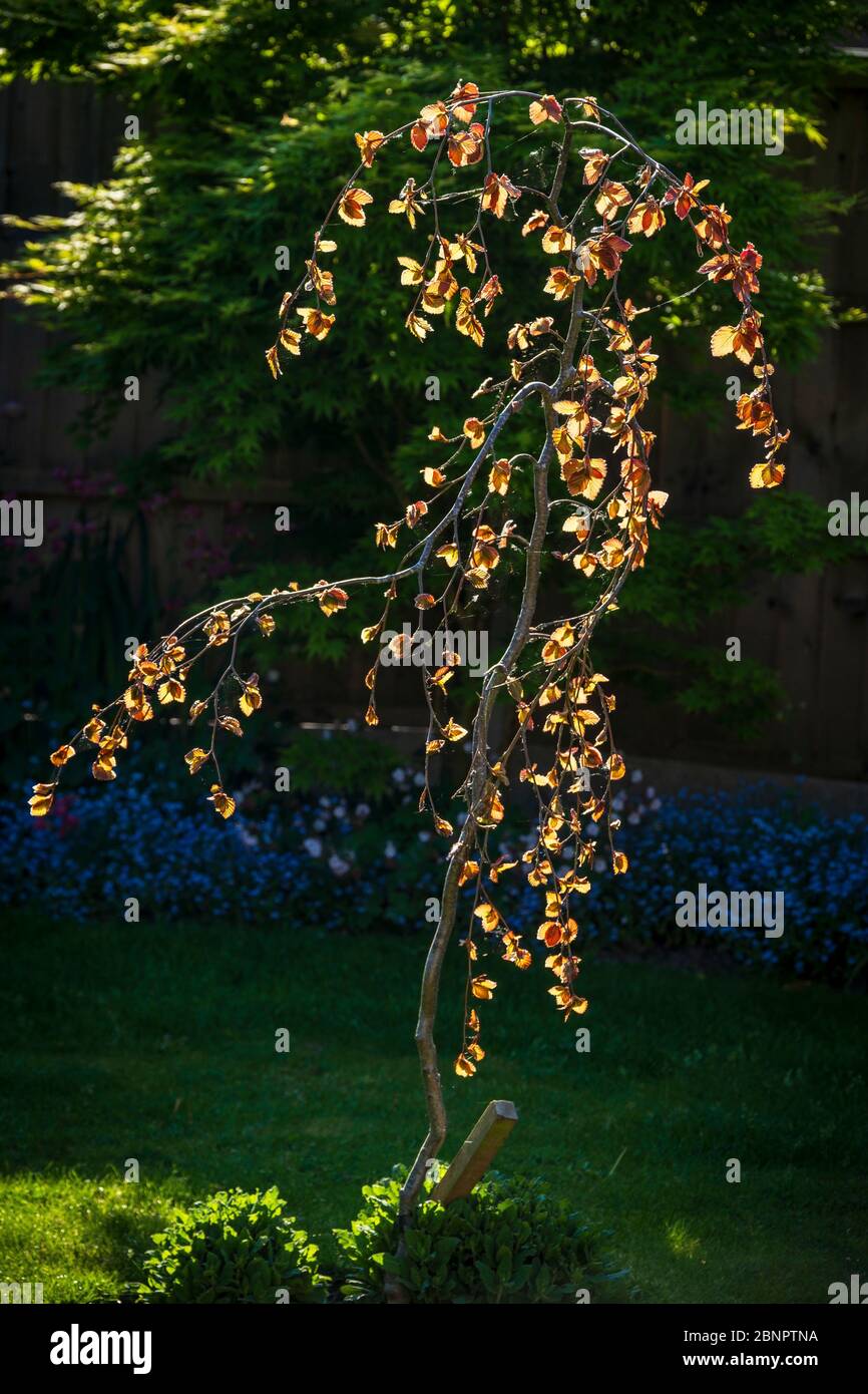 Young beech trees hi-res stock photography and images - Alamy