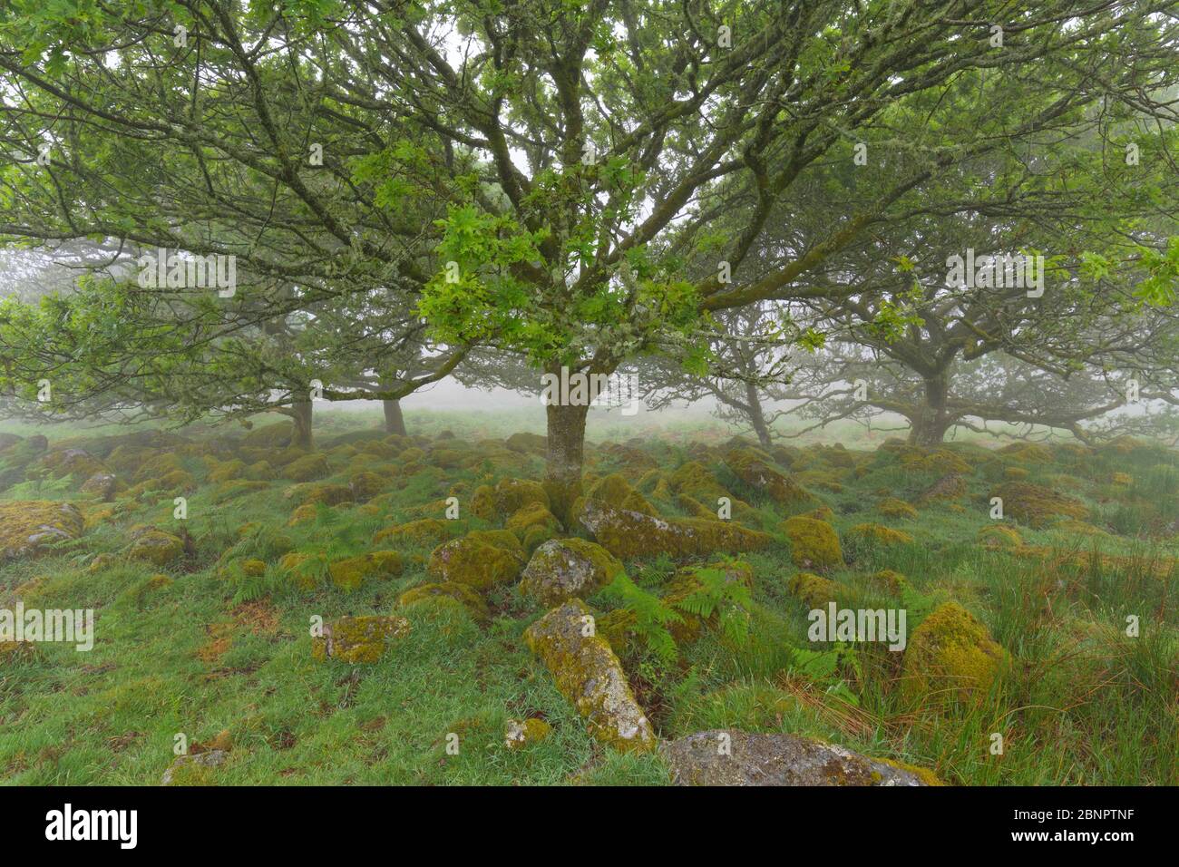 Spooky old oak forest with mossy rocks, Wistman's Wood, Dartmoor, Two ...