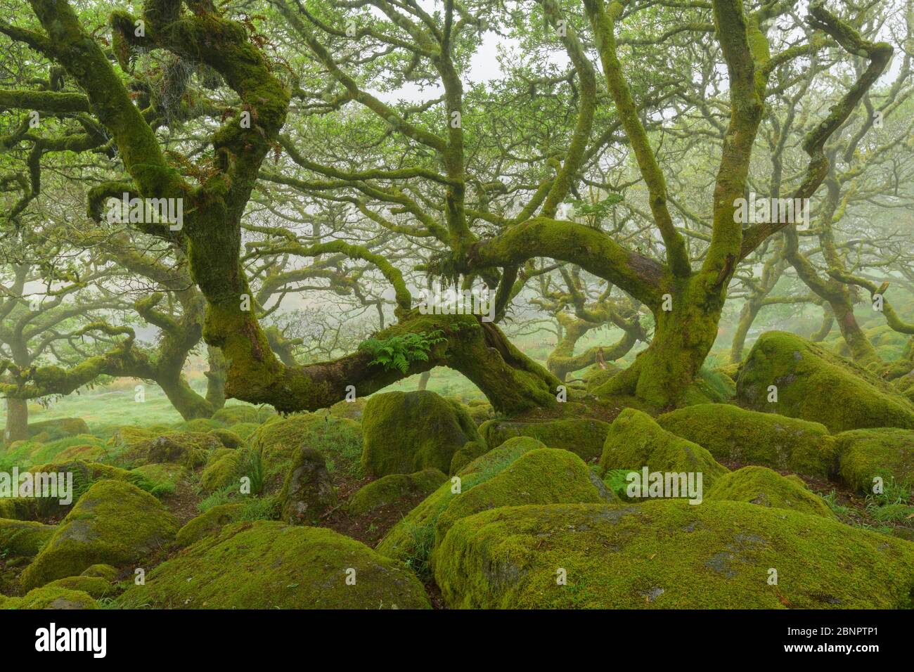 Spooky old oak forest with mossy rocks, Wistman's Wood, Dartmoor, Two ...
