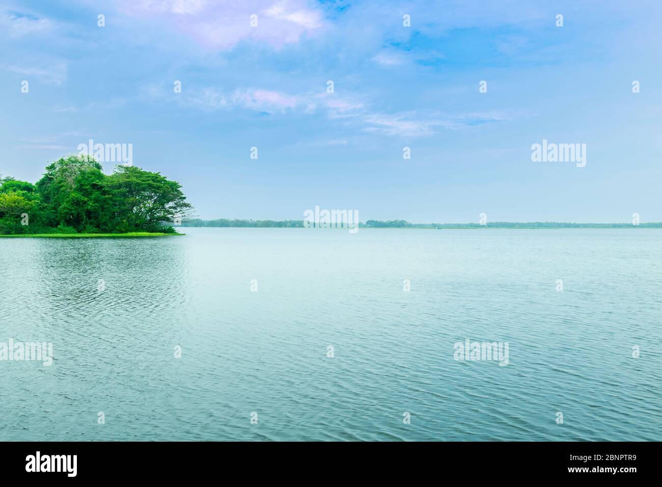 Trees near lake with greenery and fresh air showing environment ...