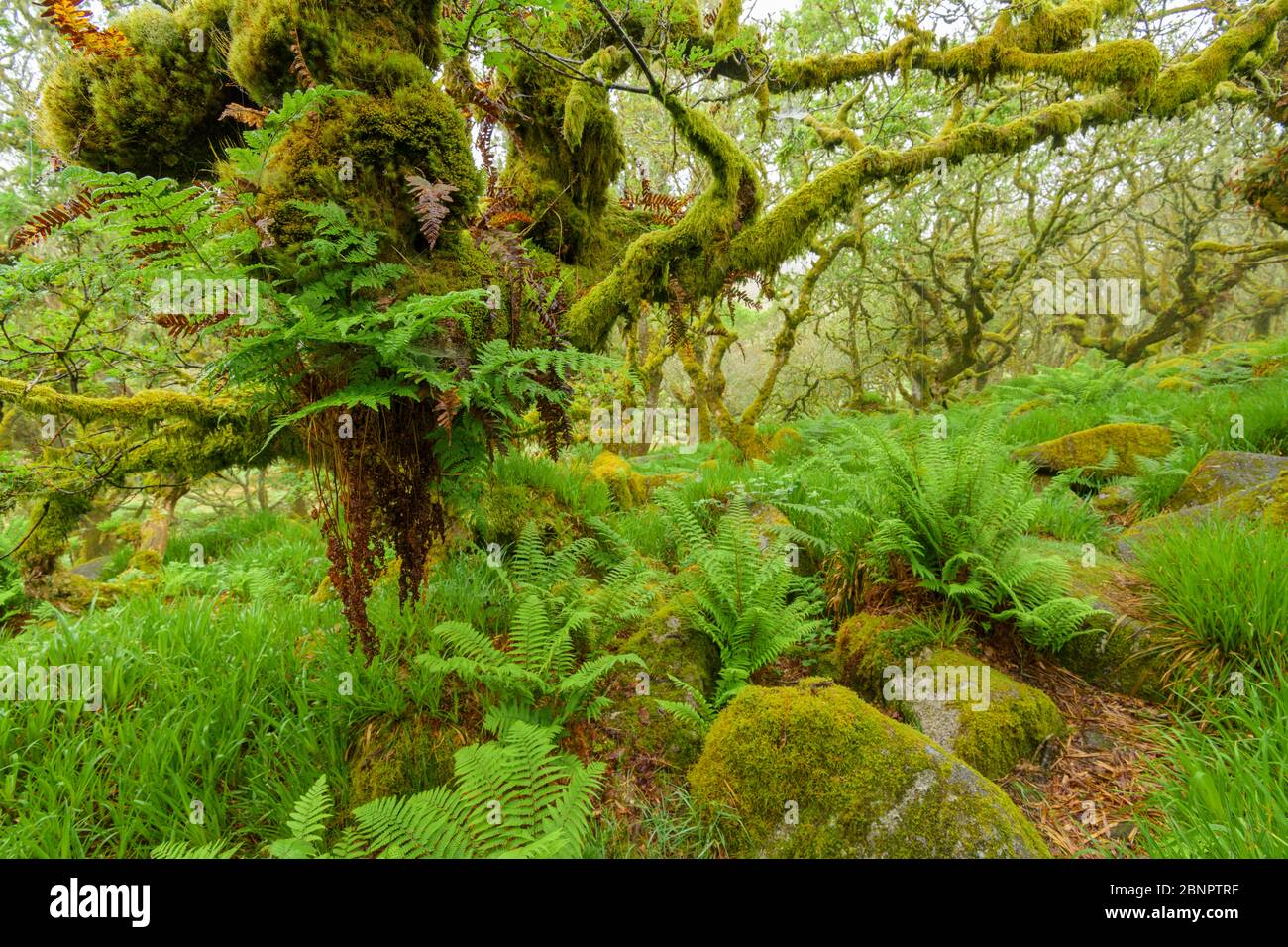 Devon old bridges hi-res stock photography and images - Alamy
