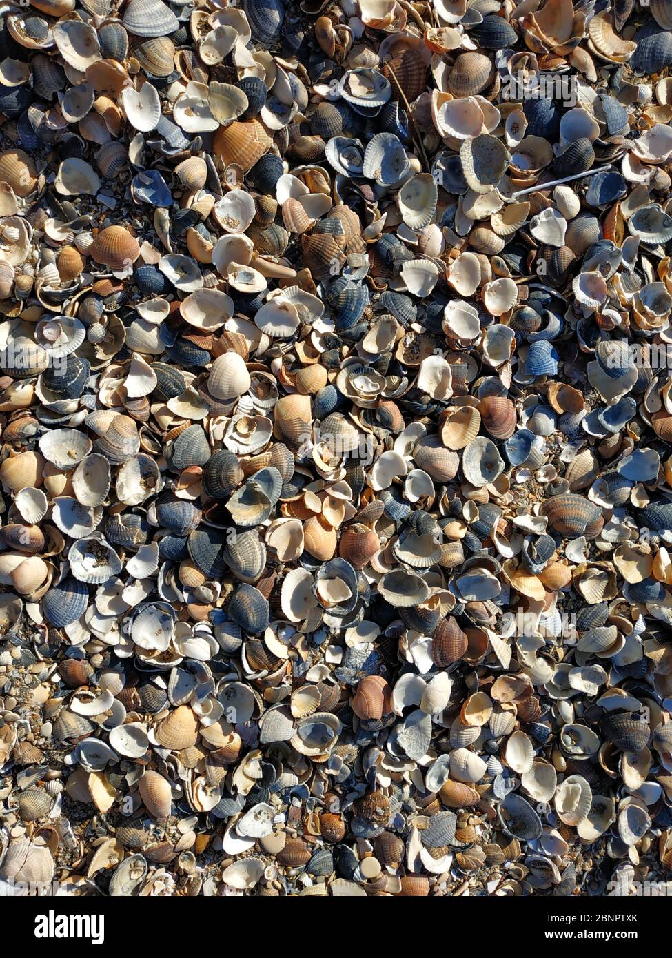 Sea shells and coral close up on a beach Stock Photo - Alamy