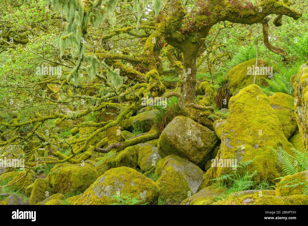 Spooky old oak forest with mossy rocks, Wistman's Wood, Dartmoor, Two ...