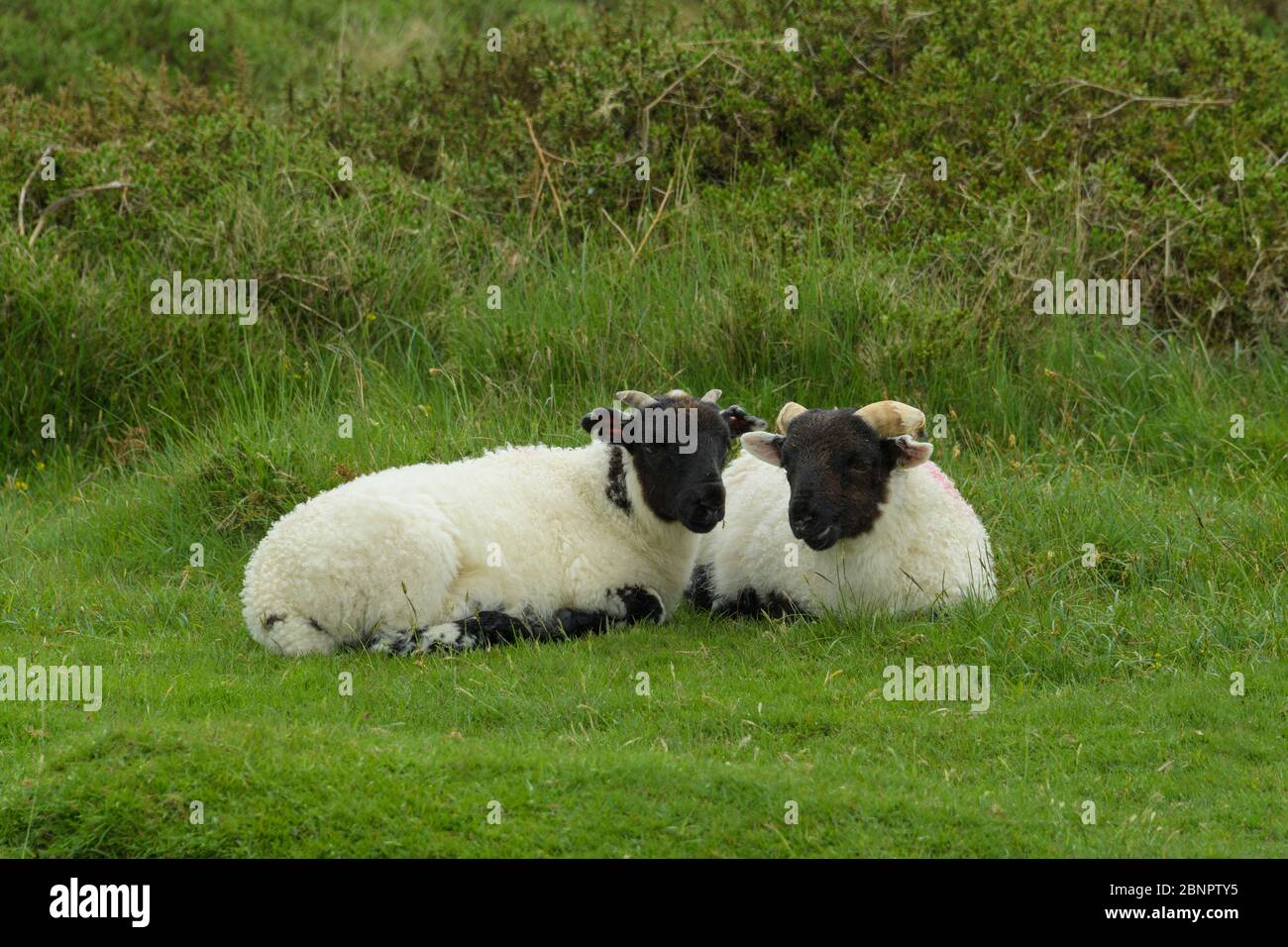 Two Sheep lying down on meadow, Dartmoor, Devon, England, United ...
