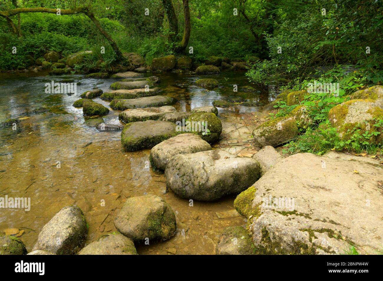 Stone path over a river in the forest, Devon, England, United Kingdom ...