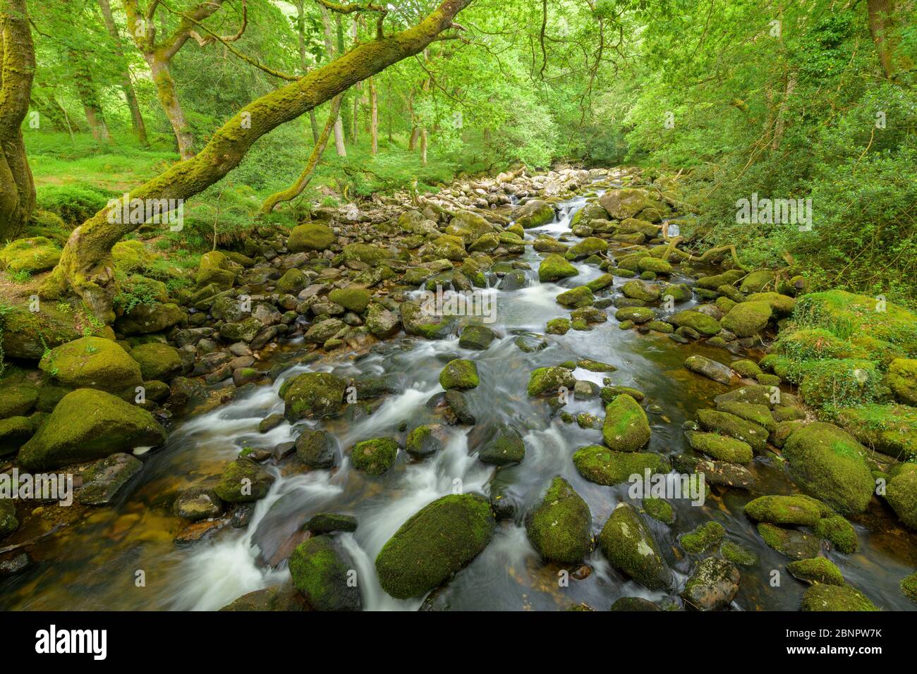 River in the forest, River plym, Dewerstone wood, Plymouth, Devon ...