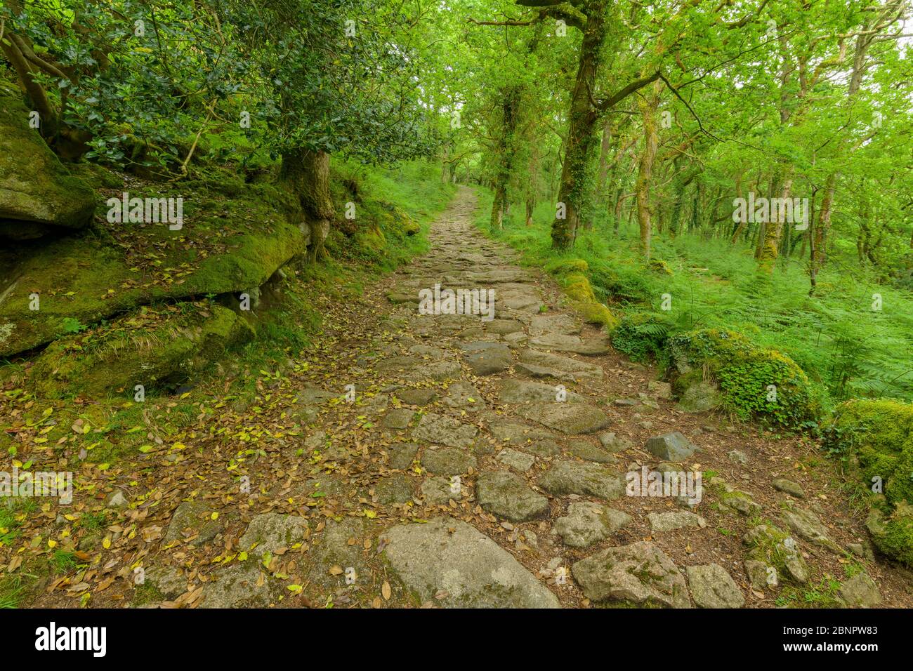Hiking trail in the forest, Dewerstone wood, Plymouth, Devon, England ...