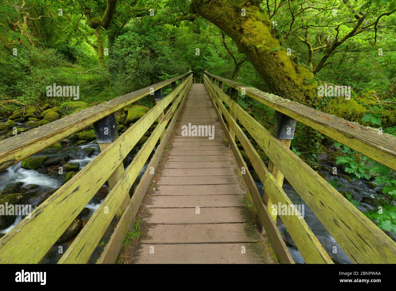Footbridge over River plym, Dewerstone wood, Plymouth, Devon, England ...