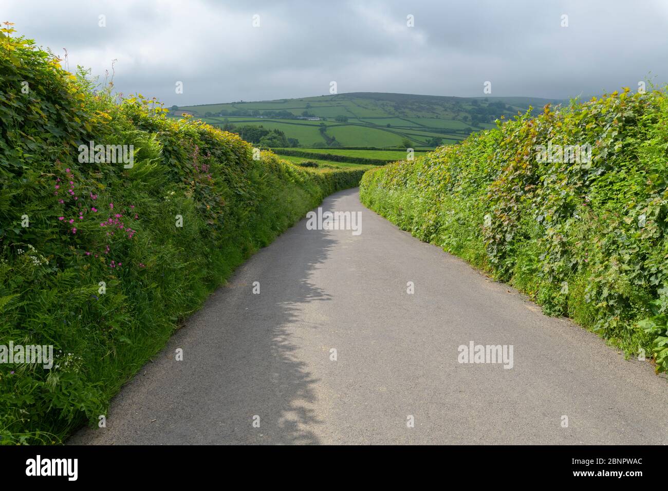 Typical devon landscape hi-res stock photography and images - Alamy