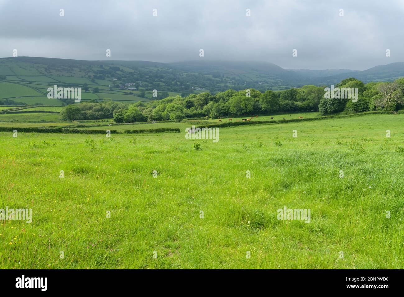 Typical devon landscape hi-res stock photography and images - Alamy