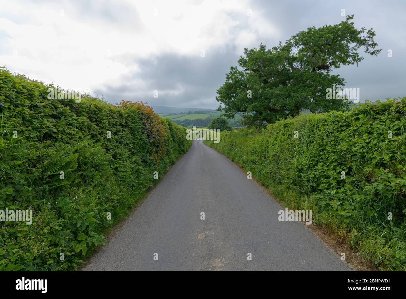 Typical english street lined with hedges, Devon, South West England ...