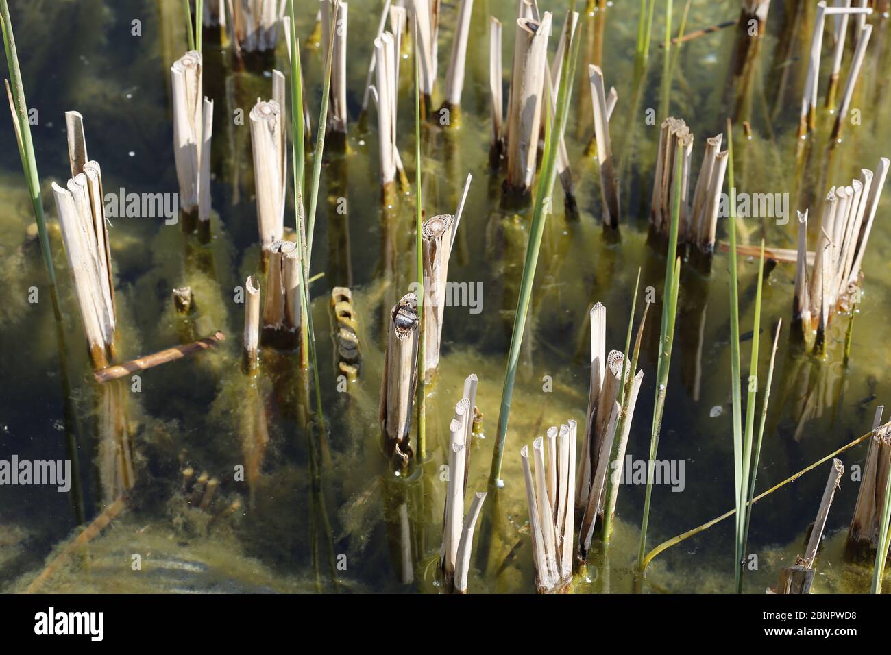 close up water background texture Stock Photo - Alamy