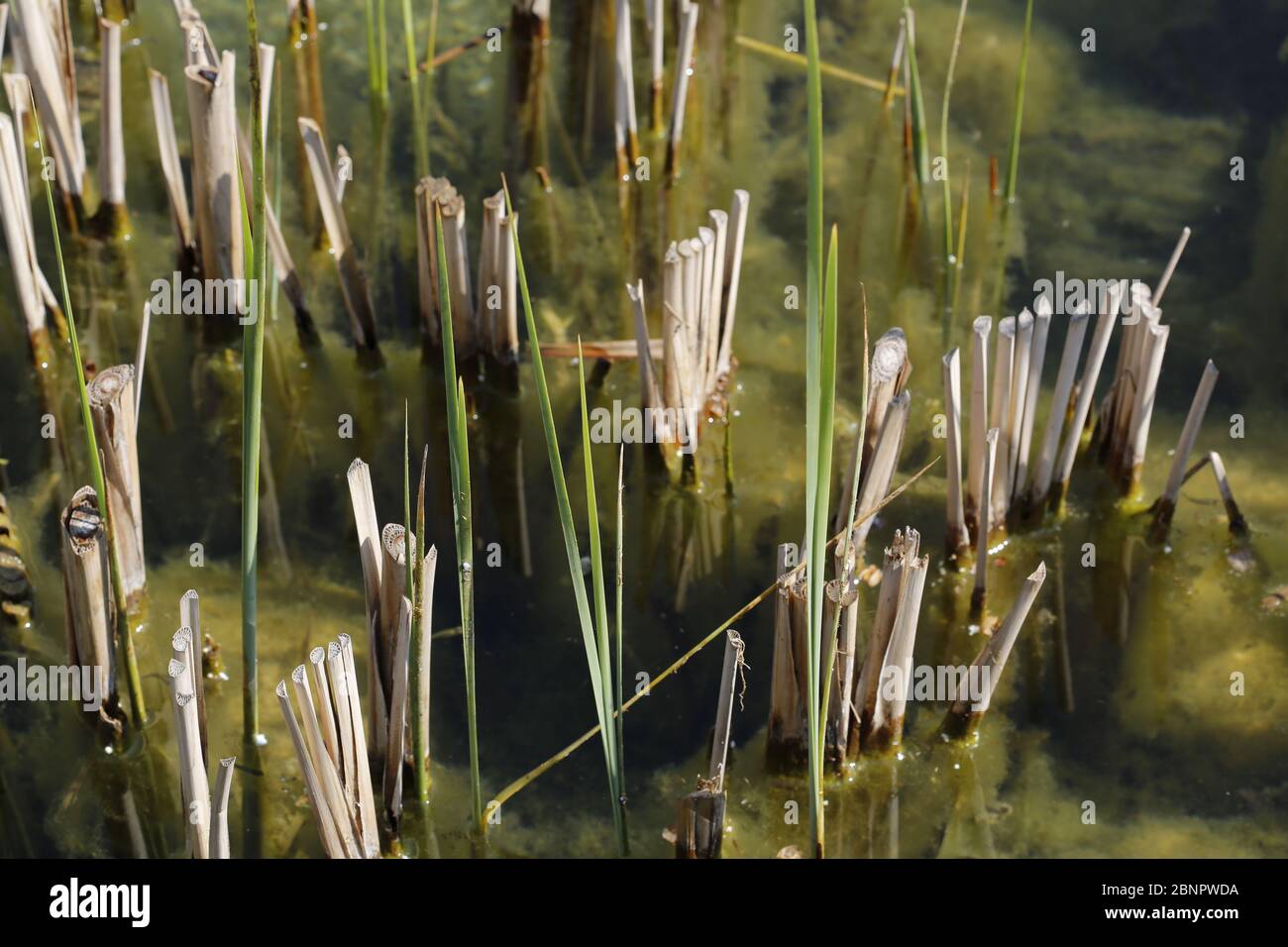 close up water background texture Stock Photo - Alamy