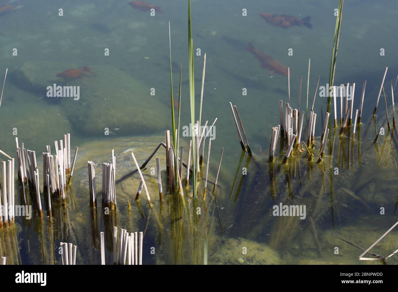 close up water background texture Stock Photo - Alamy
