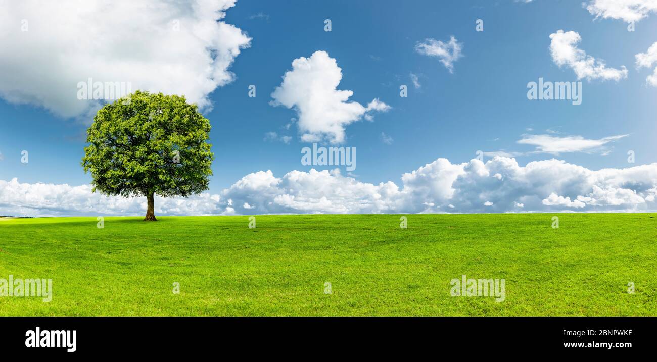 Beautiful Oak Tree In Meadow High Resolution Stock Photography and ...