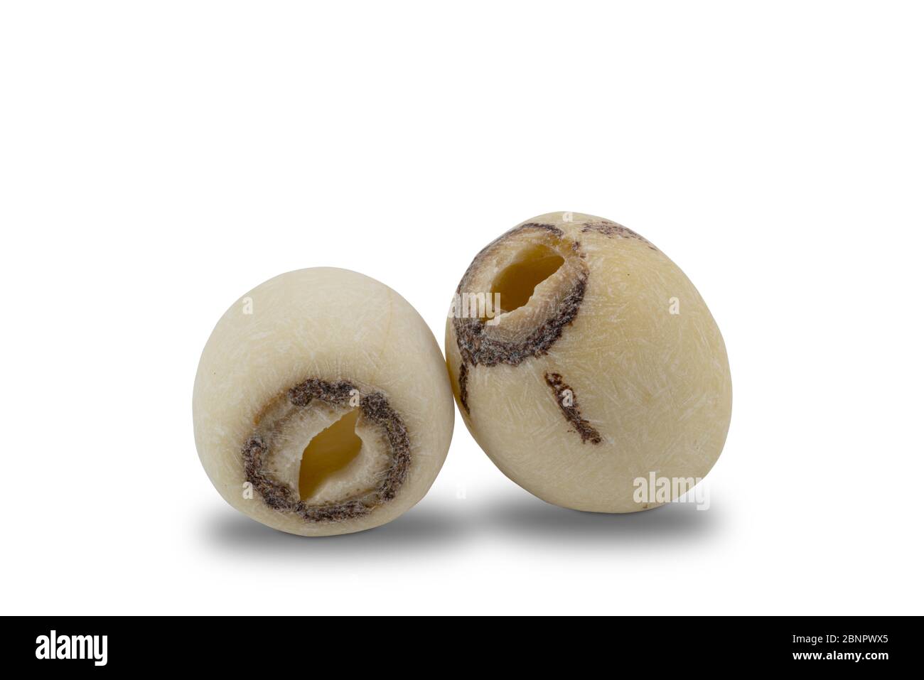Dried Lotus Seeds on white background with clipping path. Nowadays ... Dried Lotus Seeds on white background with clipping path. Nowadays ...
