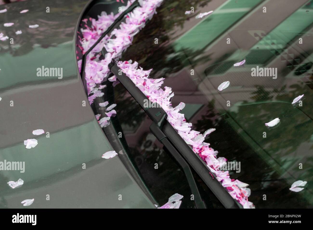 Front wiper hi-res stock photography and images - Alamy