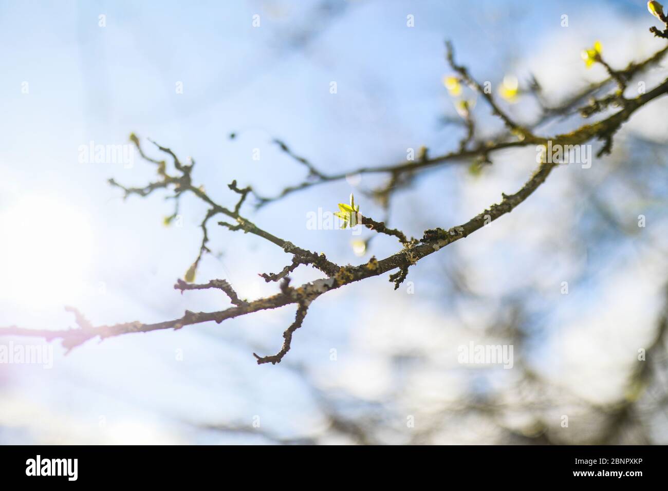 Green buds of a tree in the sun, blue sky and blurred branches in the ...