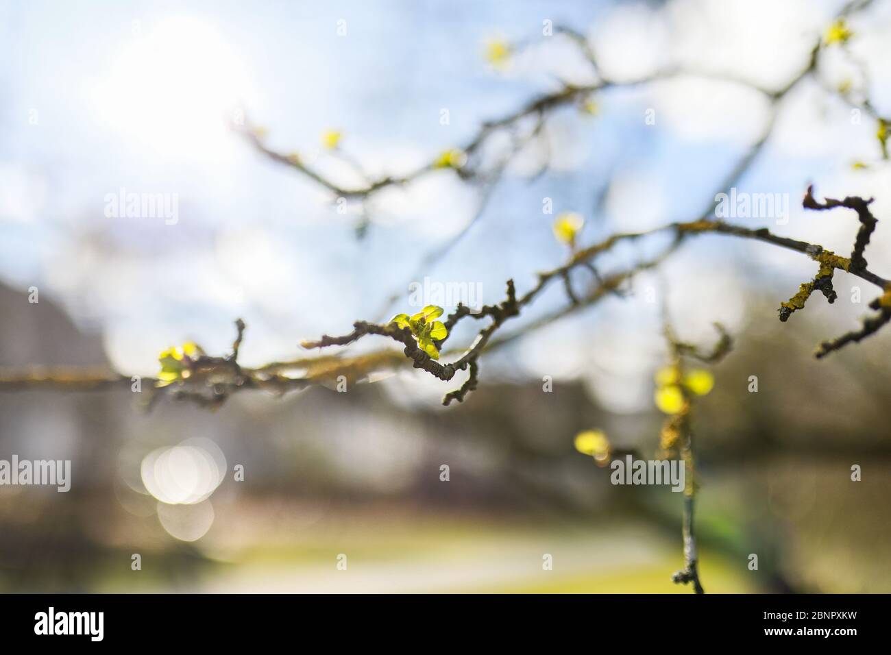 Green buds of a tree in the sun, blue sky and blurred branches in the ...