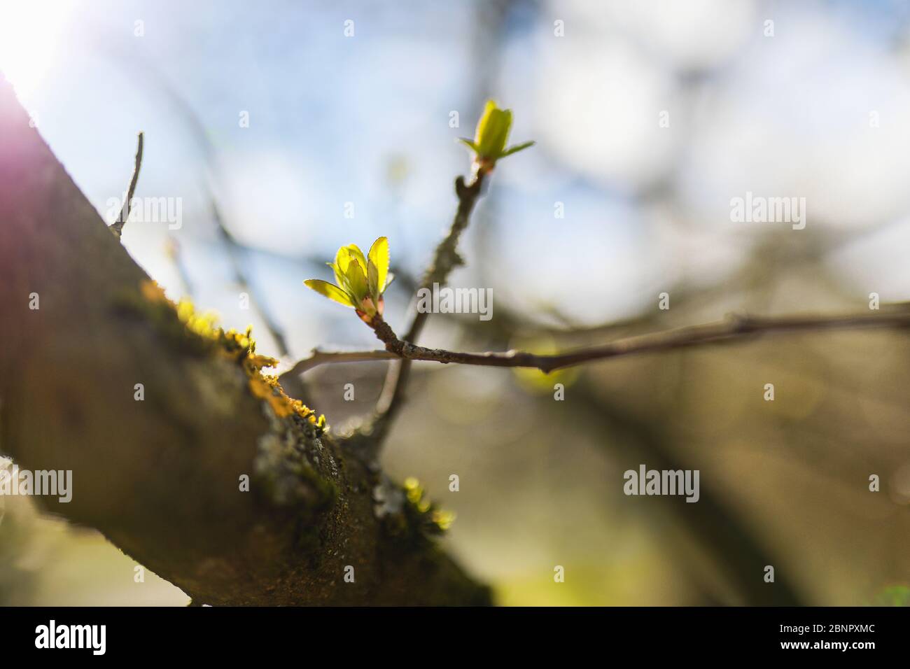 Green buds of a tree in the sun, blue sky and blurred branches in the ...