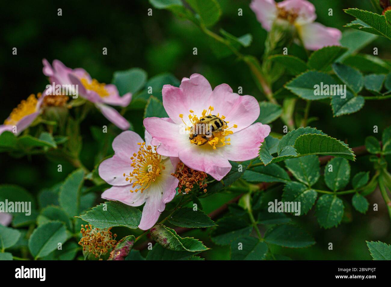Sweetbrier in Spring Blossom Close Up Stock Photo - Alamy