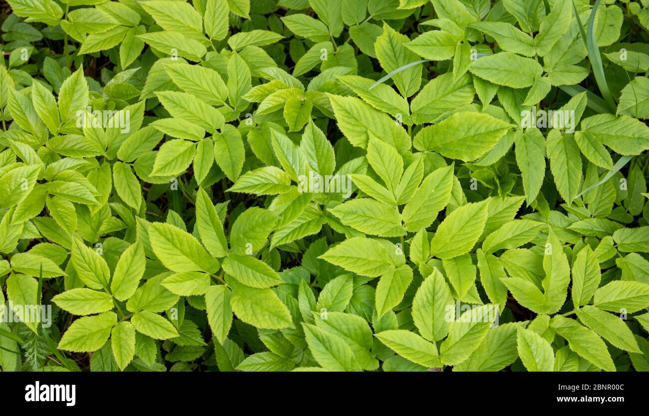 Fresh spring green leaves for a natural background and Wallpaper Stock ...