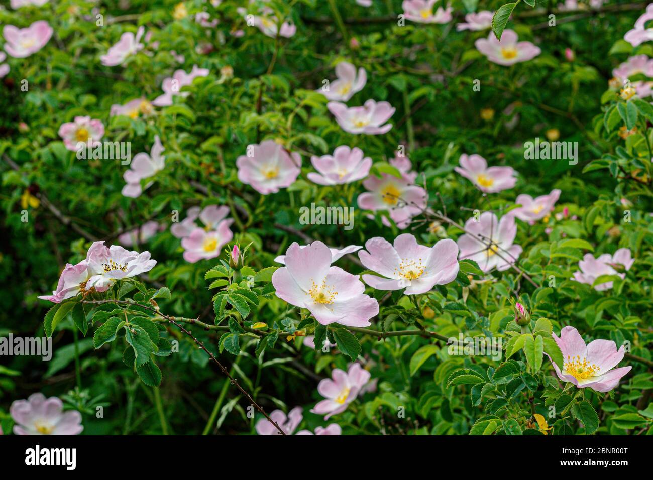 Sweetbrier in Spring Blossom Close Up Stock Photo - Alamy