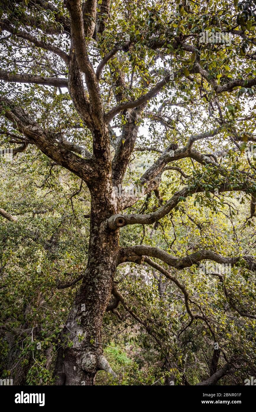 An old Blue Oak tree in banner Creek Canyon near Julian, California ...