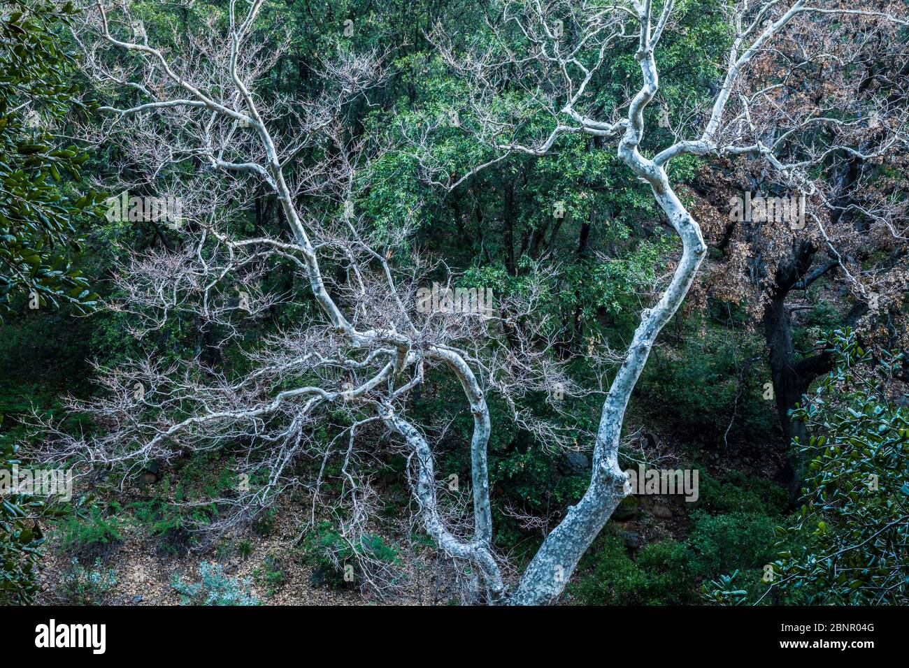 A California Sycamore tree near Banner road / Banner Creek, State ...