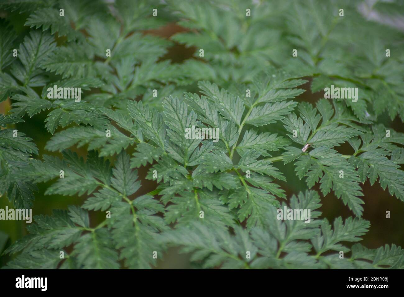 Hemlock plant, Conium maculatum, poisonous wild flower in the garden ...