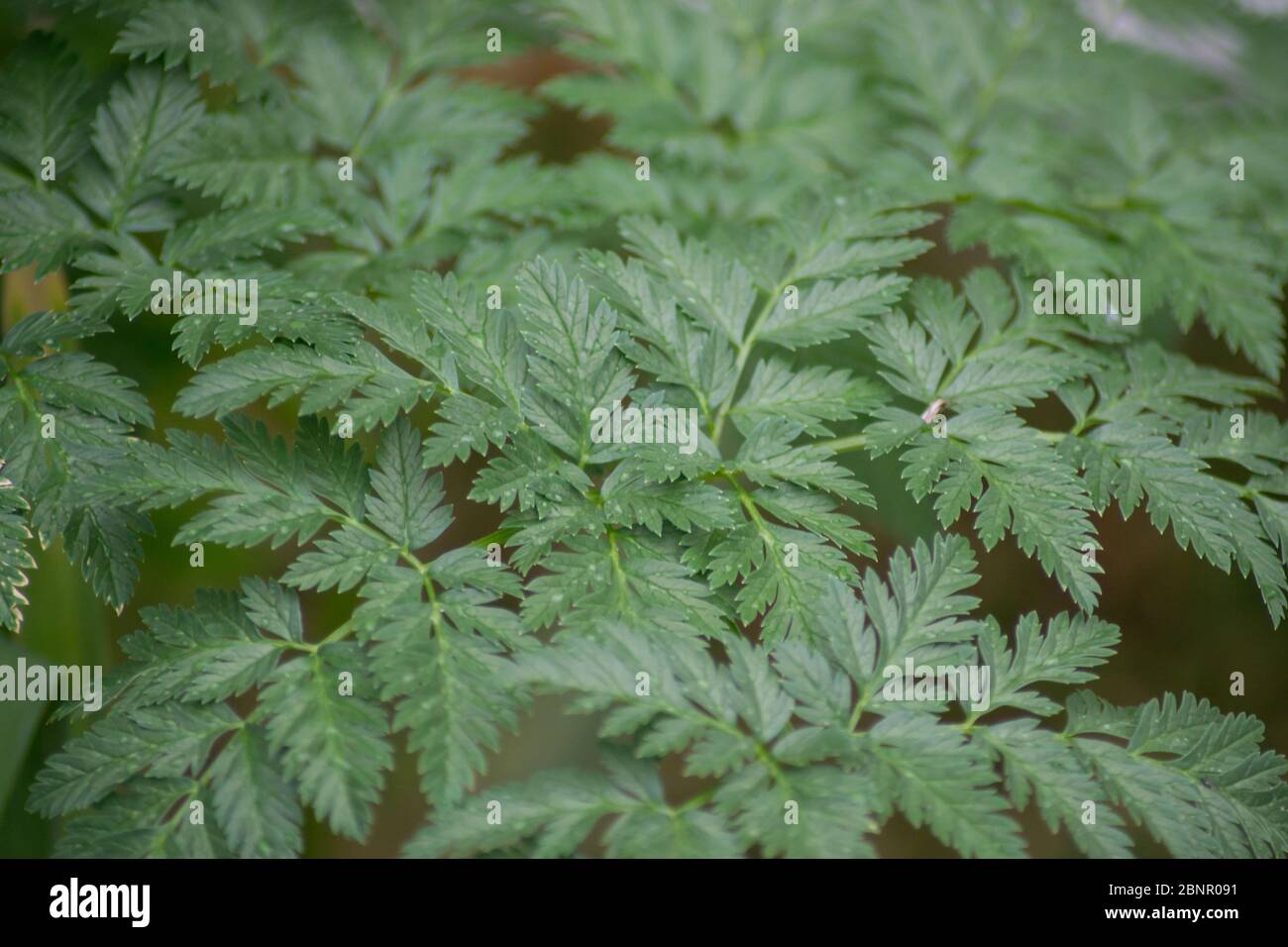 Hemlock Plant High Resolution Stock Photography and Images - Alamy