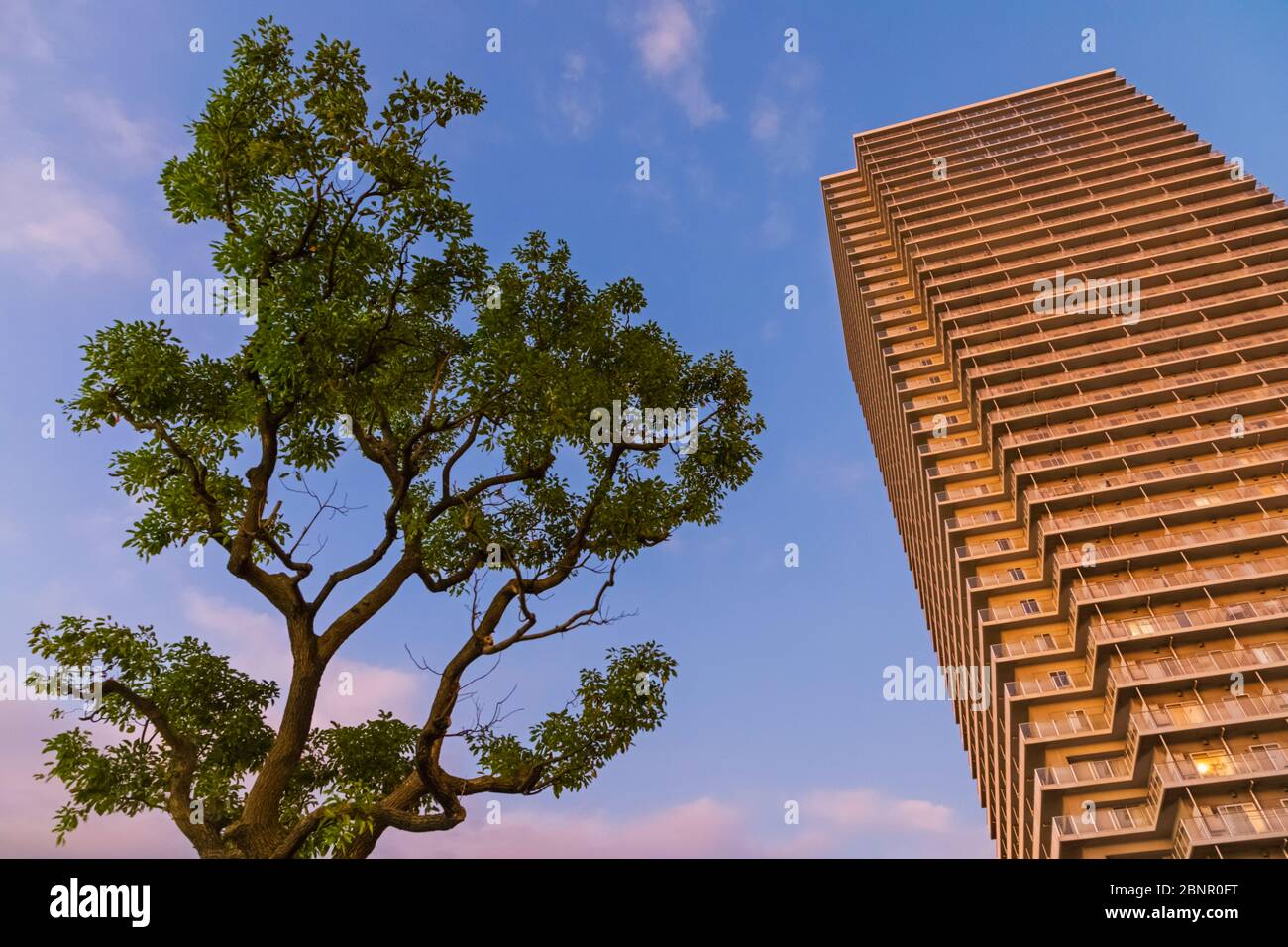 High rise trees hi-res stock photography and images - Alamy