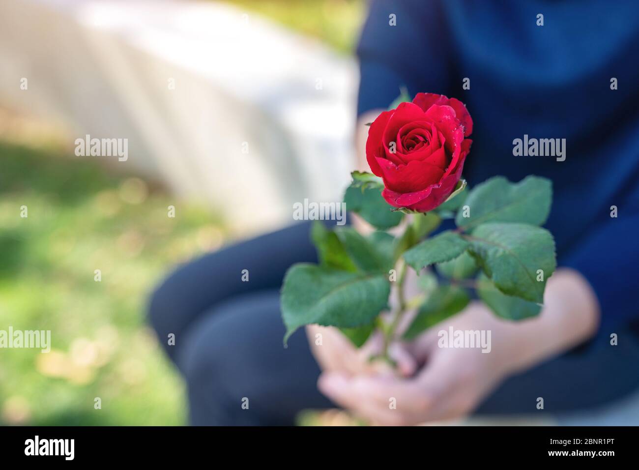 A woman giving a red rose flower to her boyfriend on Valentine's day ...