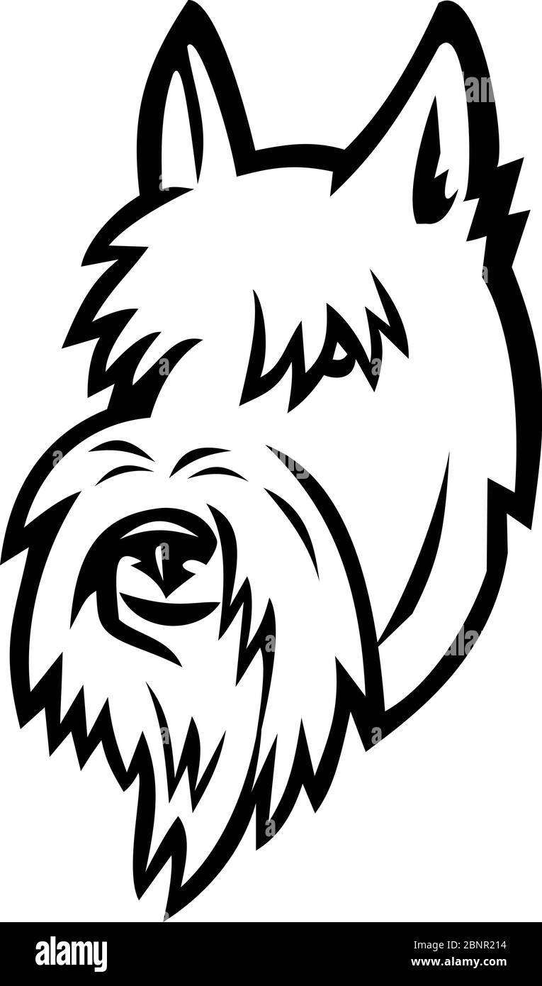 Sports mascot icon illustration of head of a Scottish Terrier, Aberdeen ...