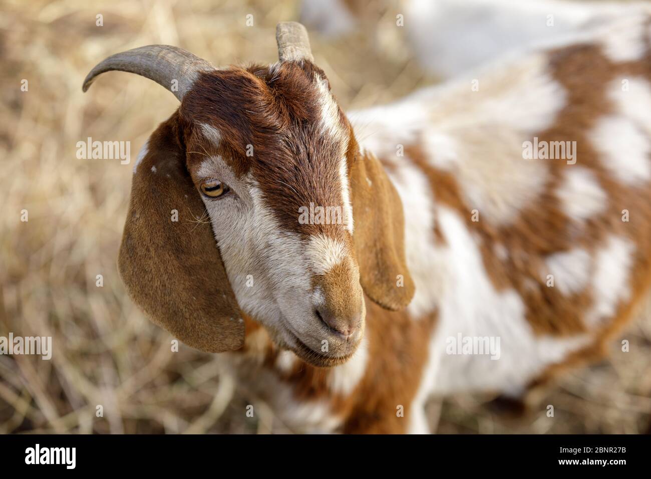 Goat head weed hi-res stock photography and images - Alamy