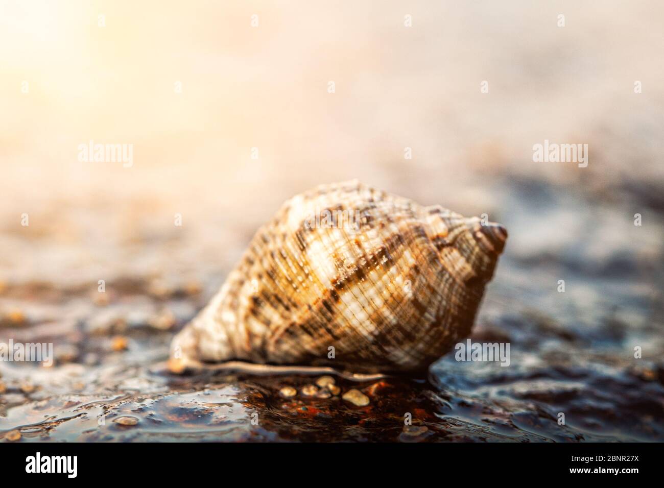 A sea shell sat on a rock at the beach wet Stock Photo - Alamy
