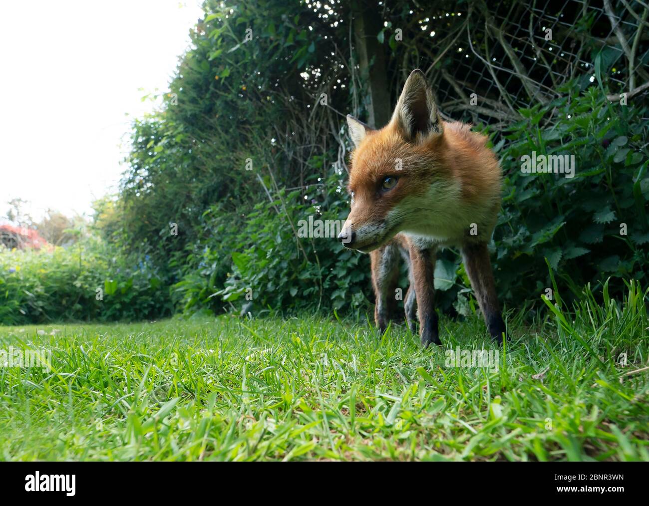 A wild male Red Fox (Vulpes vulpes) emerges from the undergrowth early evening, Warwickshire ...
