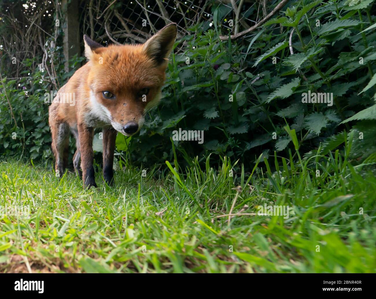 A wild male Red Fox (Vulpes vulpes) emerges from the undergrowth early evening, Warwickshire ...