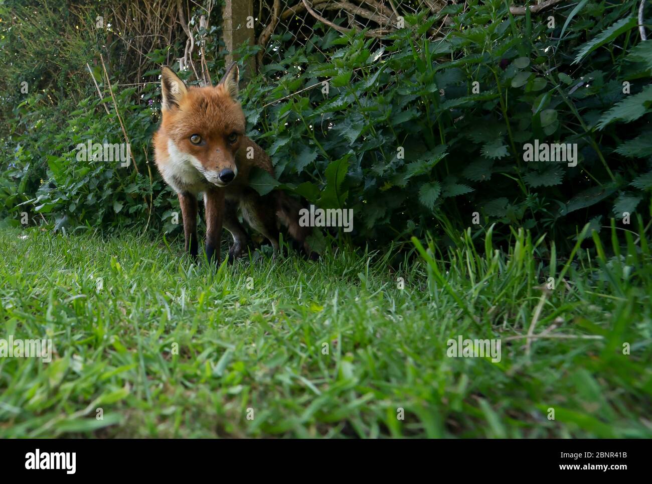 A wild male Red Fox (Vulpes vulpes) emerges from the undergrowth early evening, Warwickshire ...
