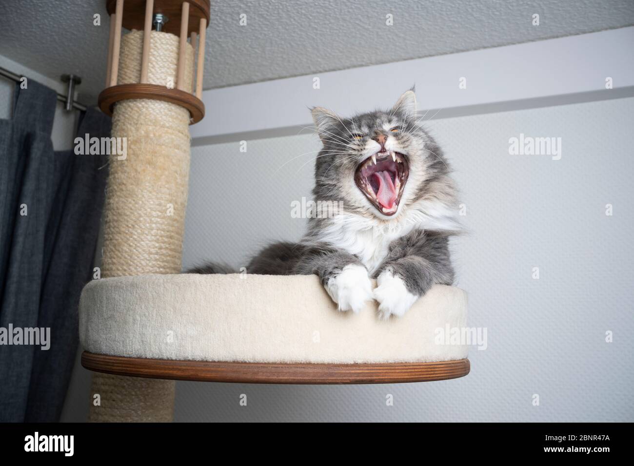 tired gray white maine coon longhair cat resting on scratching post pet ...