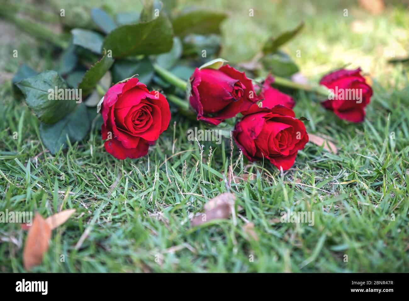 Red roses flower on green grass field background Stock Photo - Alamy