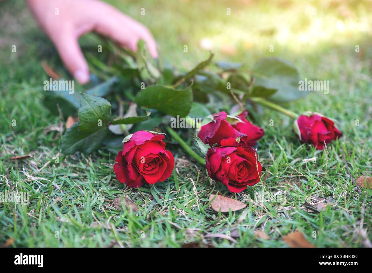 A woman's hand grabbing red roses flower on green grass field ...