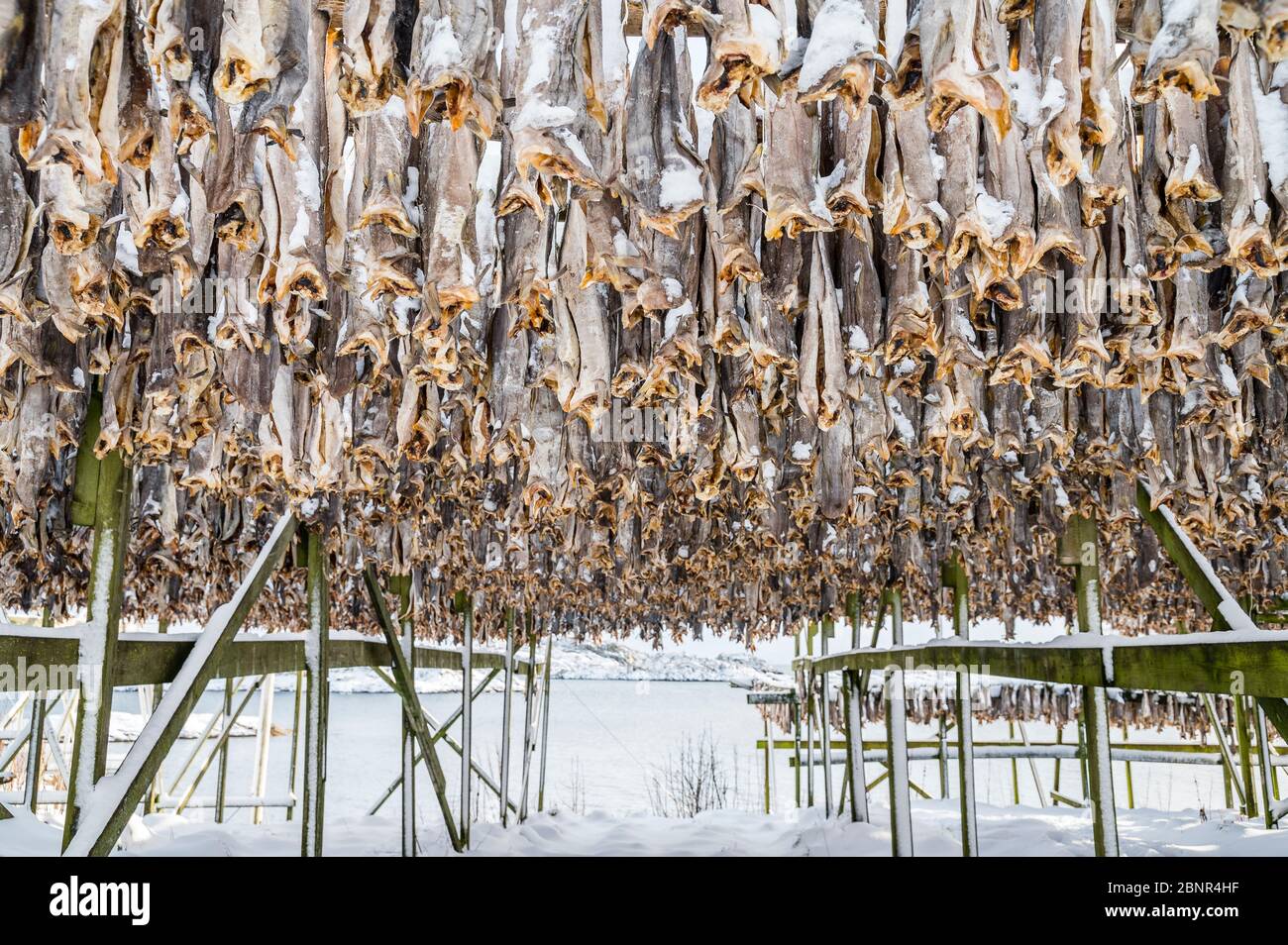 Air dried fish hi-res stock photography and images - Alamy