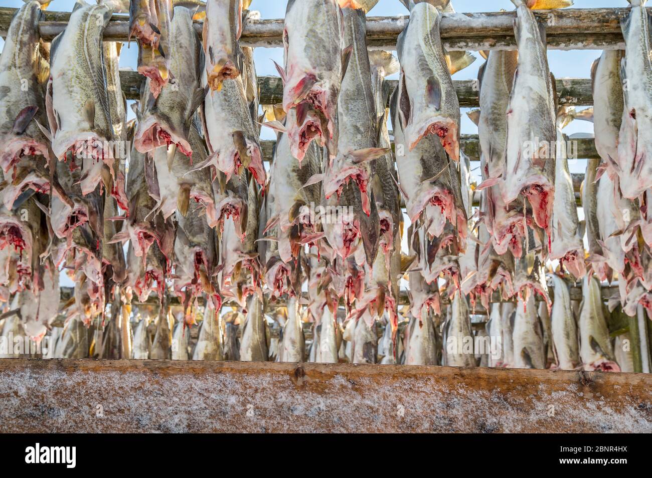 Preserving dried fish hi-res stock photography and images - Alamy