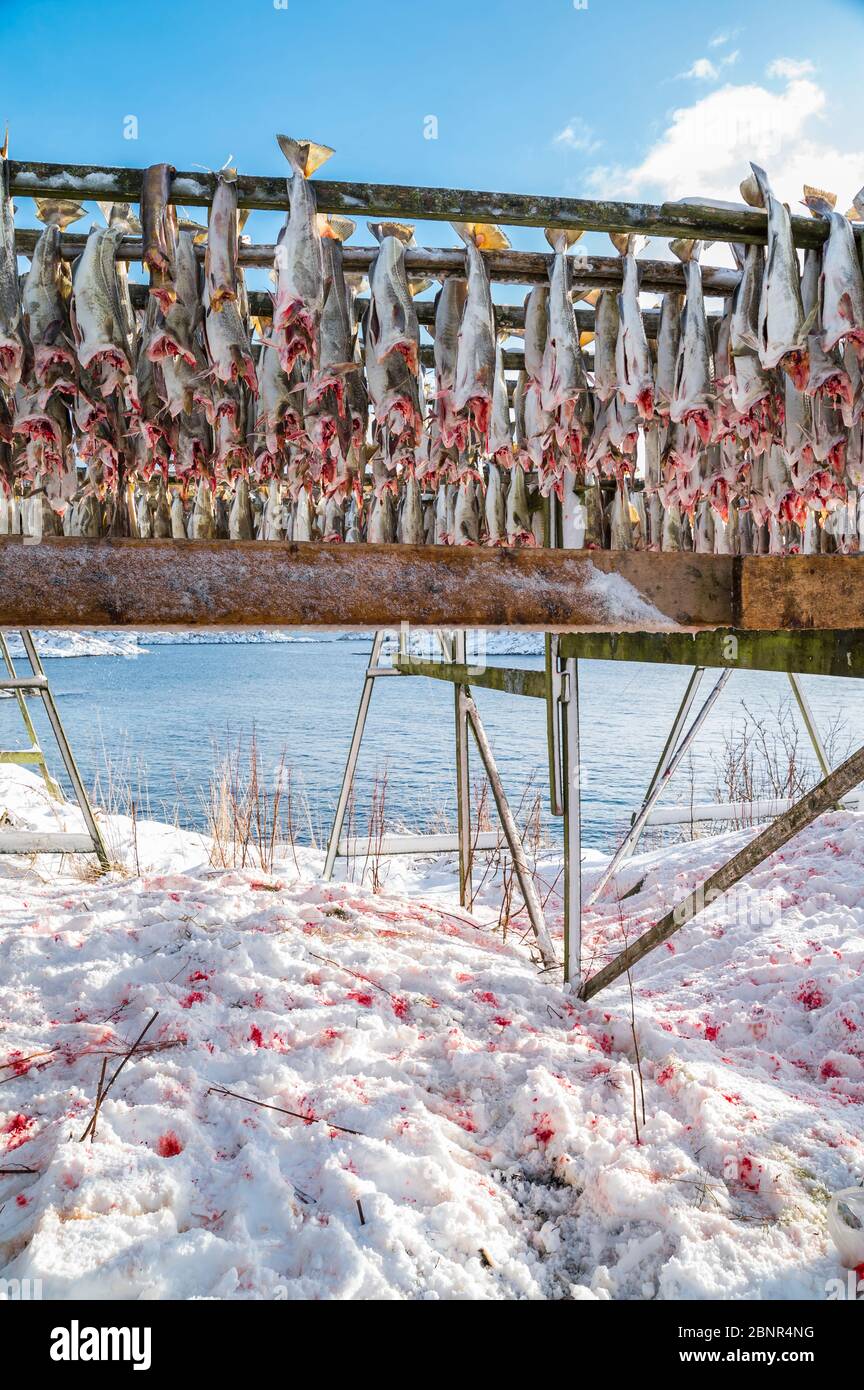 Dried fish preservation hi-res stock photography and images - Alamy