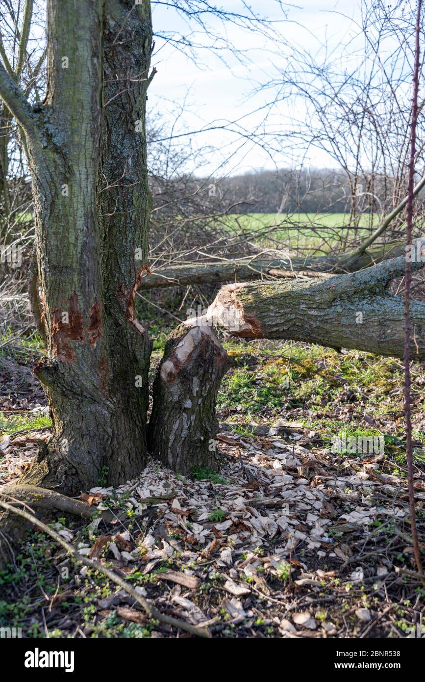 Tree trunk gnawed by a beaver Stock Photo - Alamy