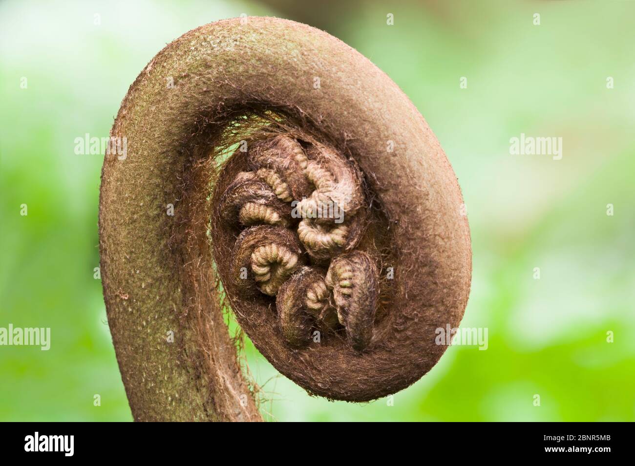 Europe, Germany, Hesse, Marburg, botanical garden of the Philipps ...