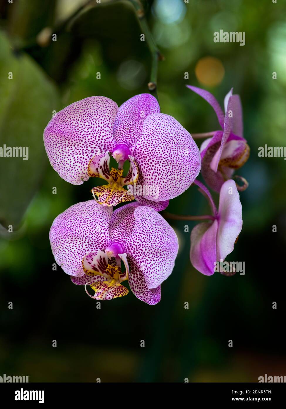 Europe, Germany, Hesse, Marburg, botanical garden of the Philipps ...