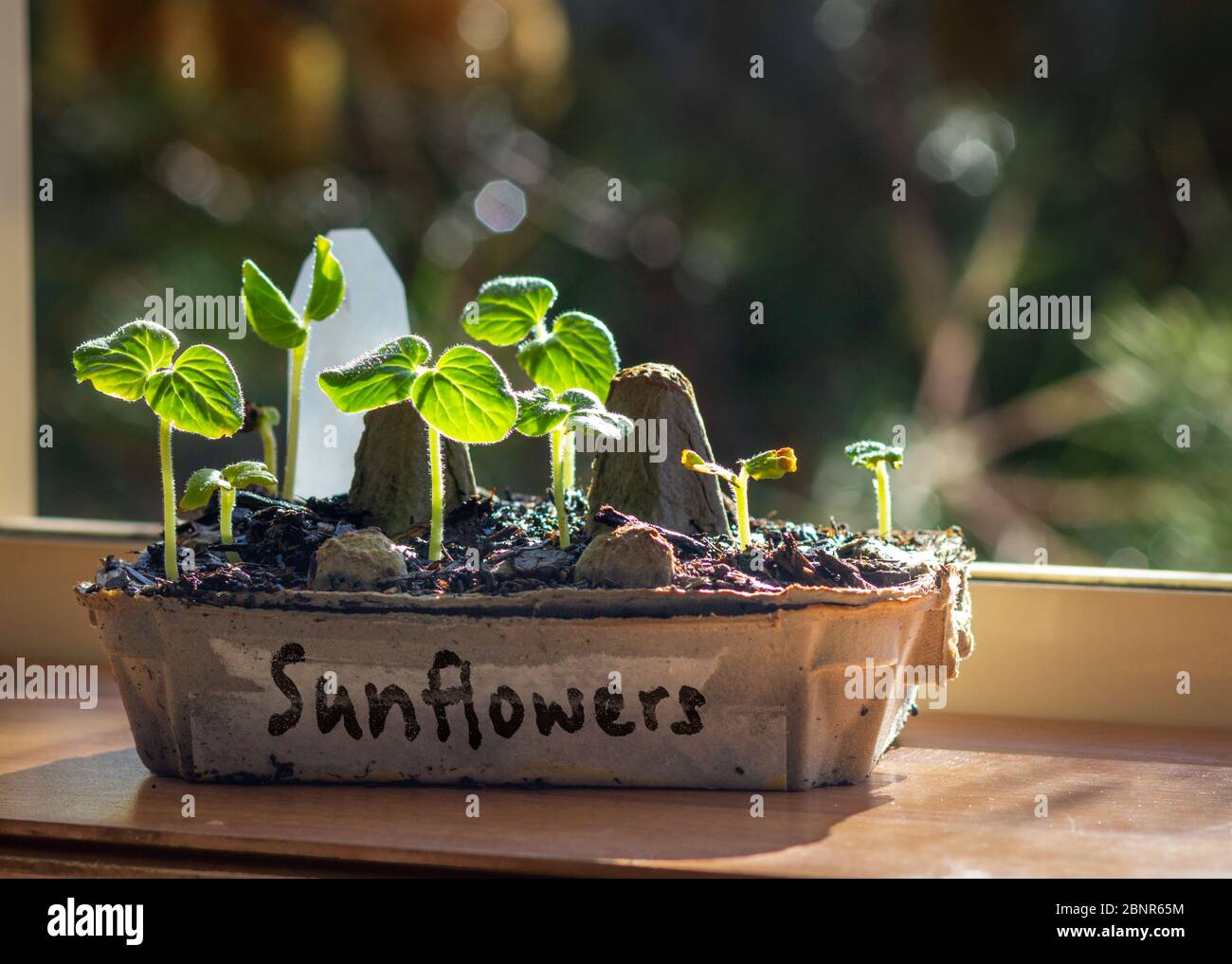 Sunflower seedling grown in a recycled egg box on sunny window ledge ...
