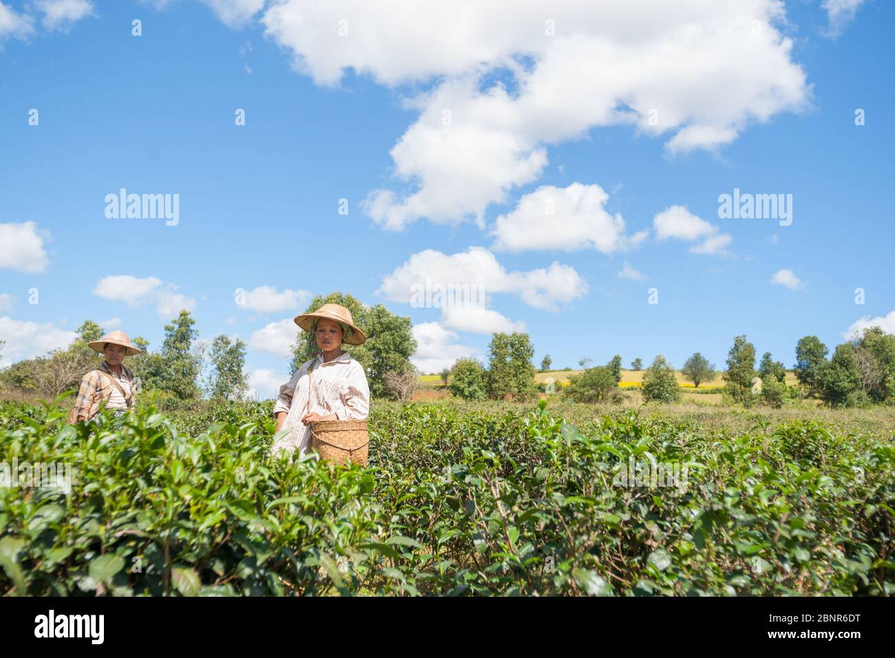 Tea leaves earning plantation hi-res stock photography and images - Alamy
